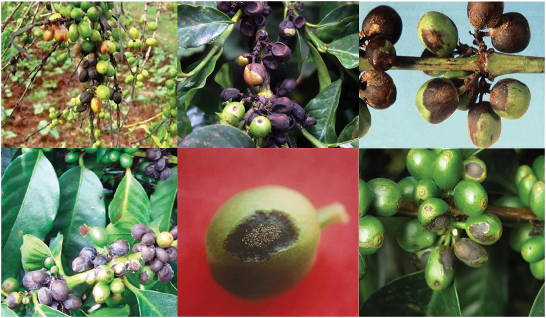 CMES | Free Full-Text | Early Detection of Colletotrichum Kahawae ...