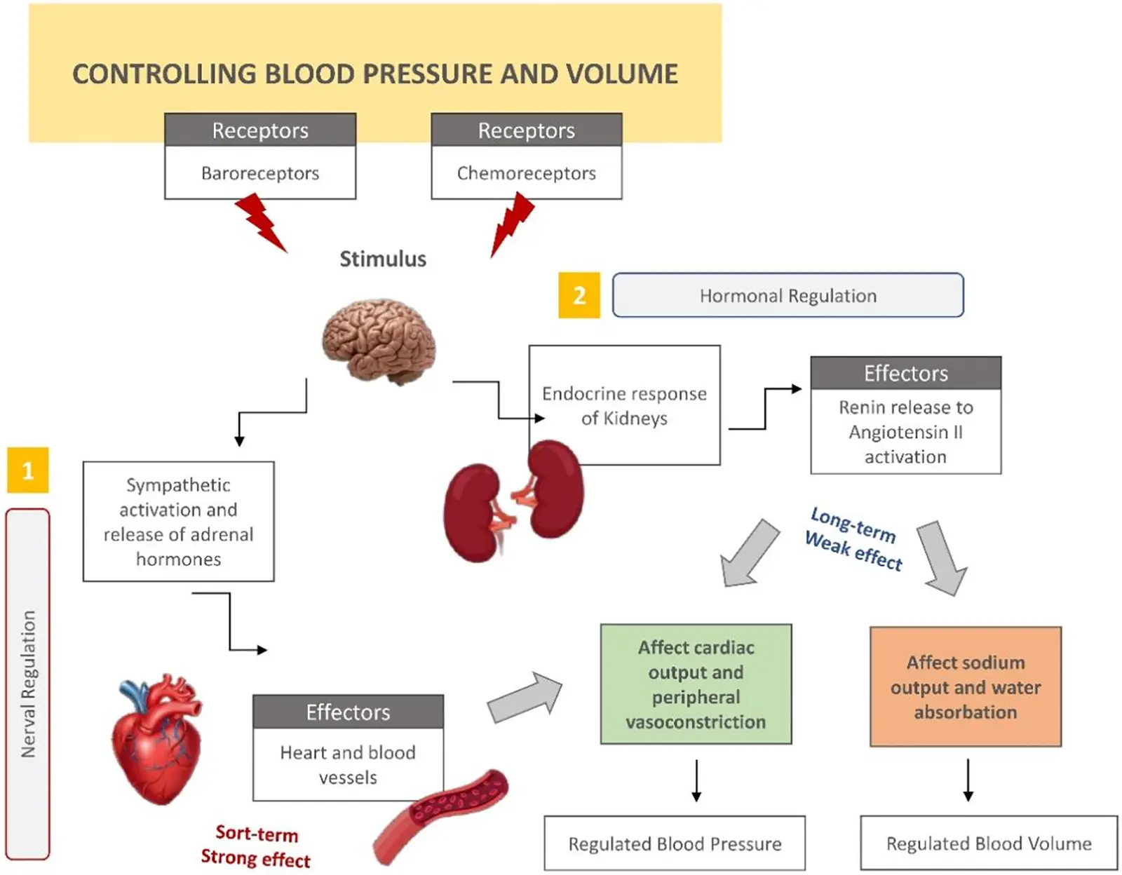 CMES | Free Full-Text | Artificial Circulation System Algorithm: A ...