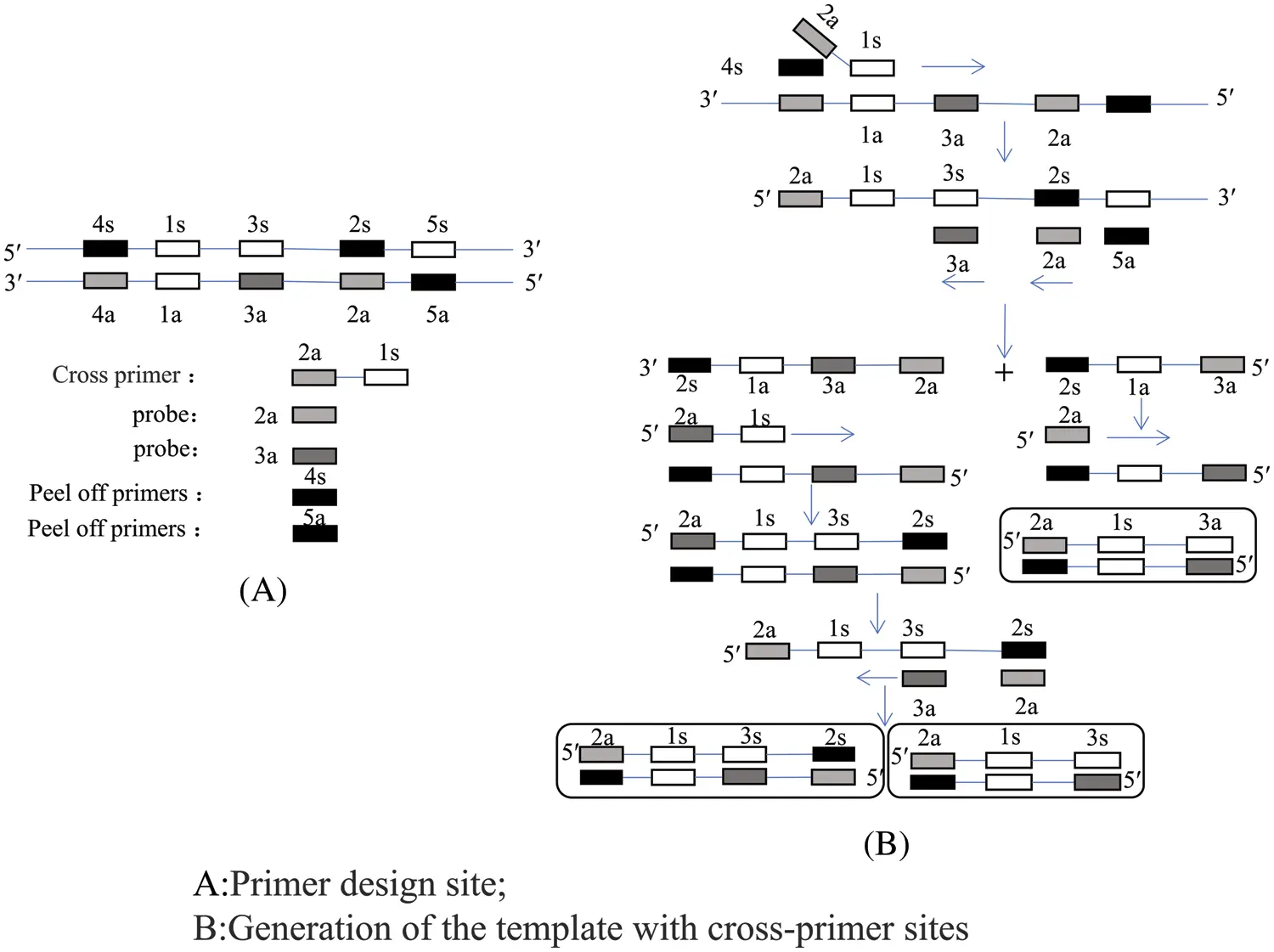 BIOCELL | Free Full-Text | Research progress and prospects of nucleic ...
