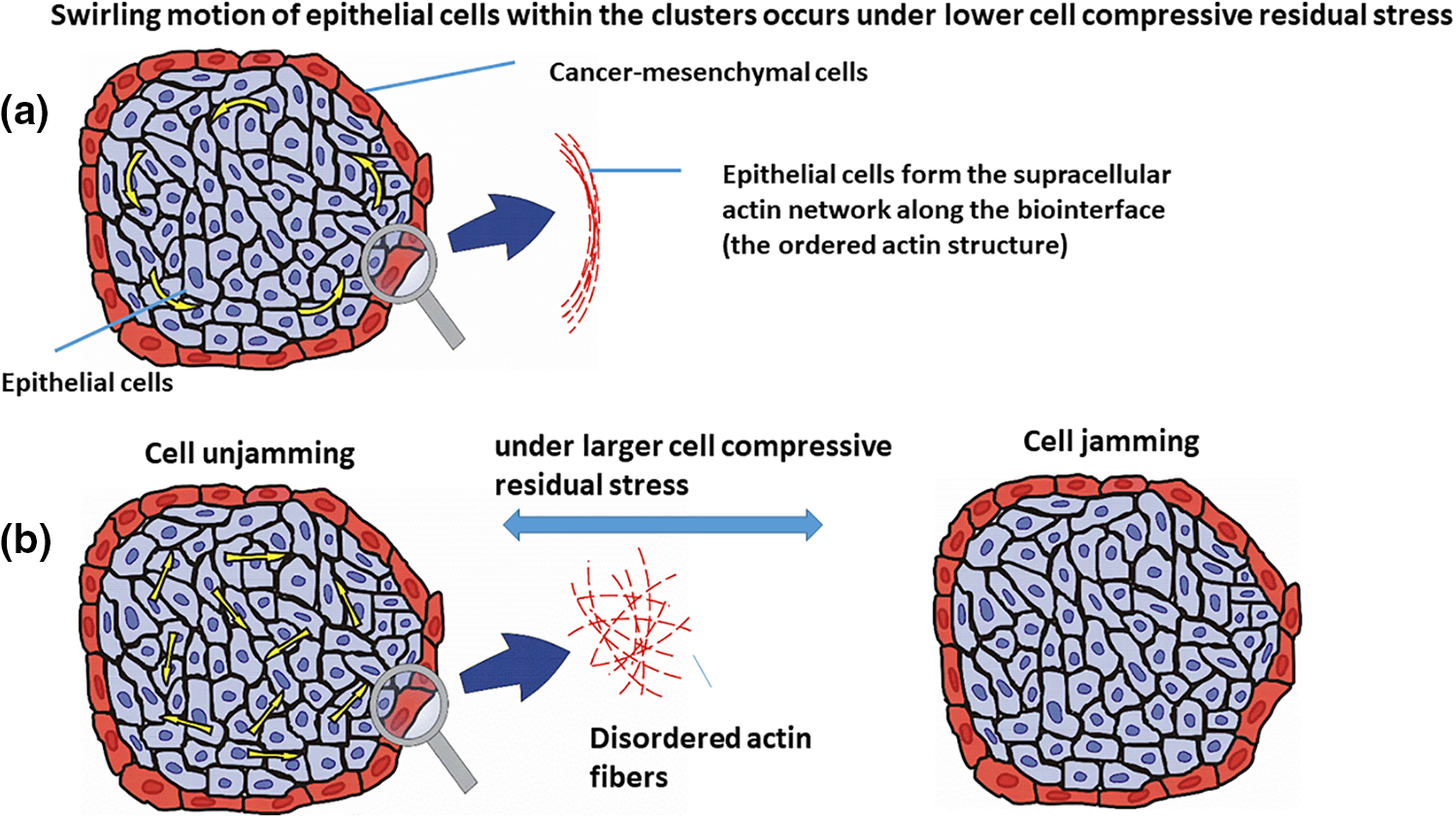 BIOCELL | Free Full-Text | Dynamics along the epithelial-cancer ...