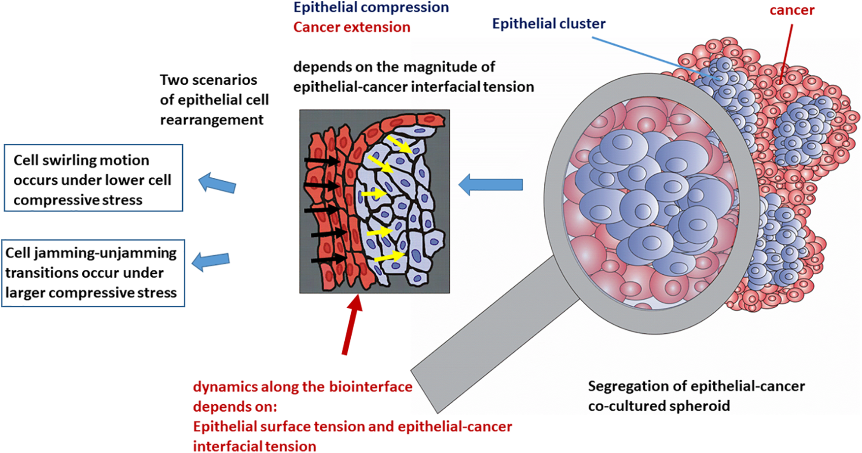 BIOCELL | Free Full-Text | Dynamics along the epithelial-cancer ...