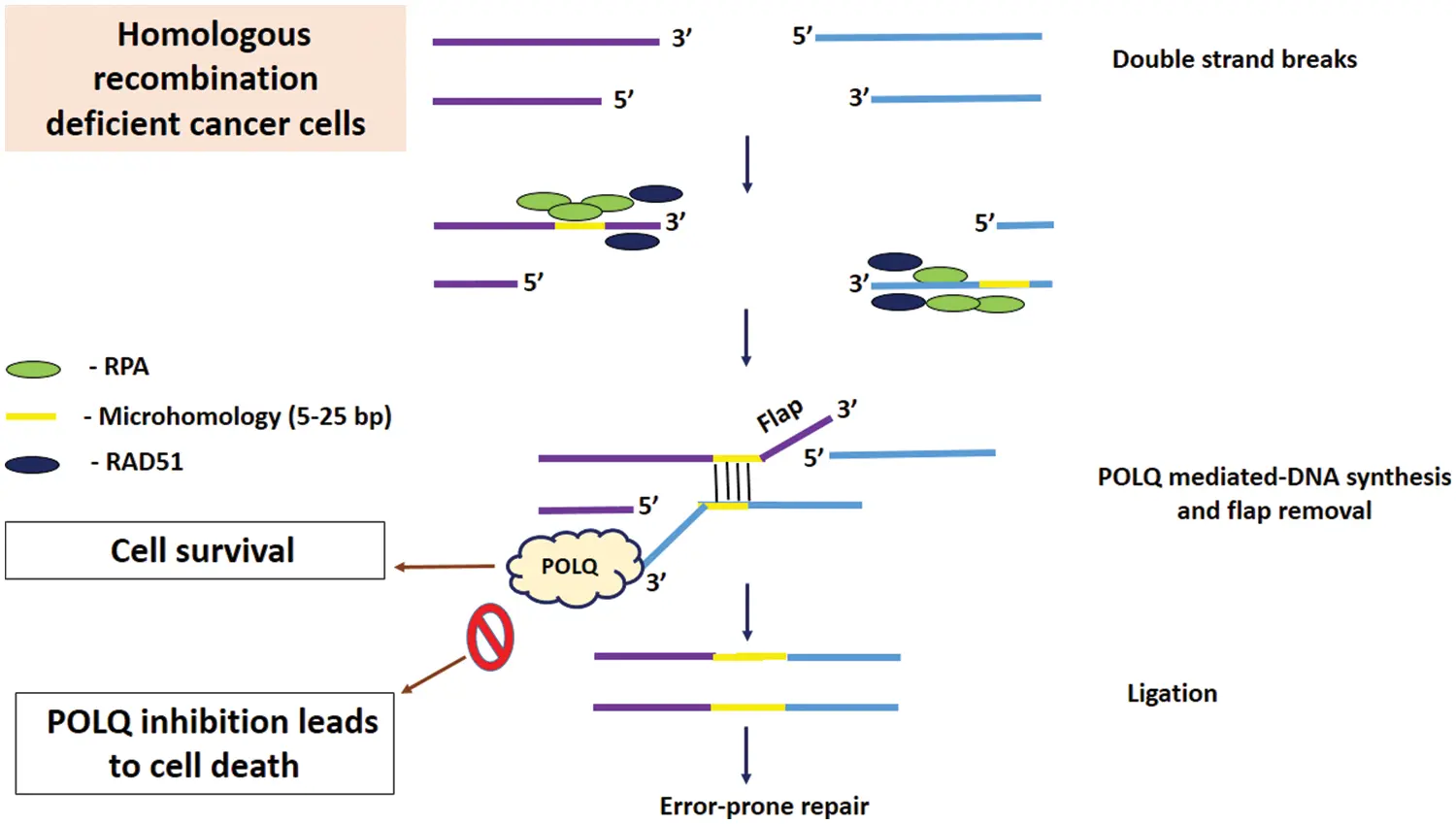 BIOCELL | Free Full-Text | DNA polymerase θ (POLQ): A druggable DNA ...