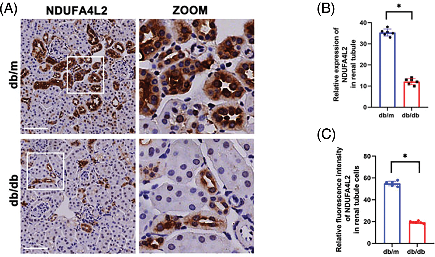 BIOCELL | Free Full-Text | Genetic algorithm-optimized backpropagation neural network ...