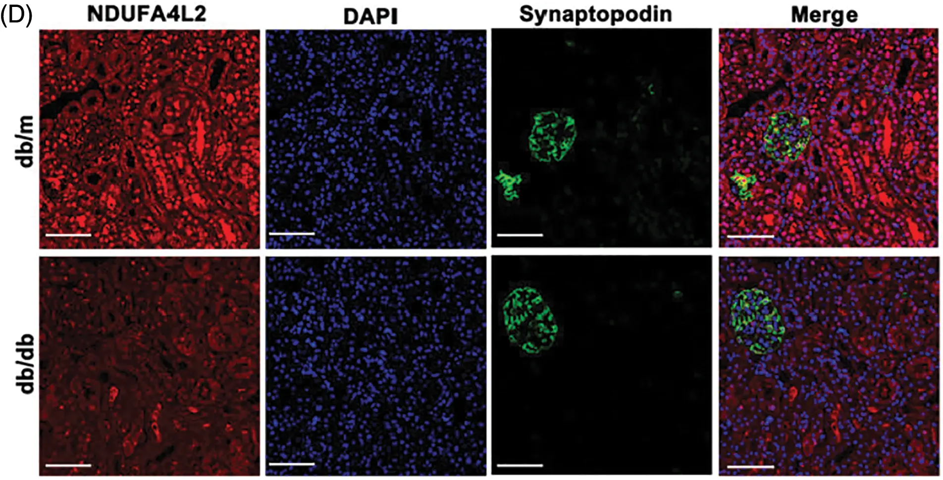 BIOCELL | Free Full-Text | Genetic algorithm-optimized backpropagation neural network ...