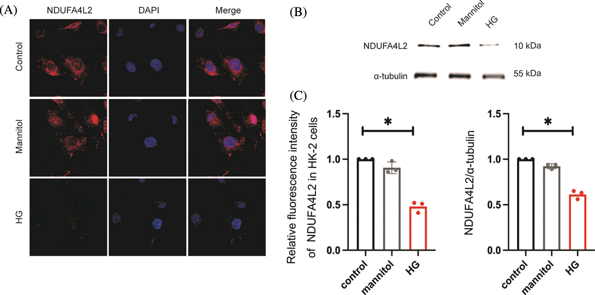BIOCELL | Free Full-Text | Genetic algorithm-optimized backpropagation neural network ...