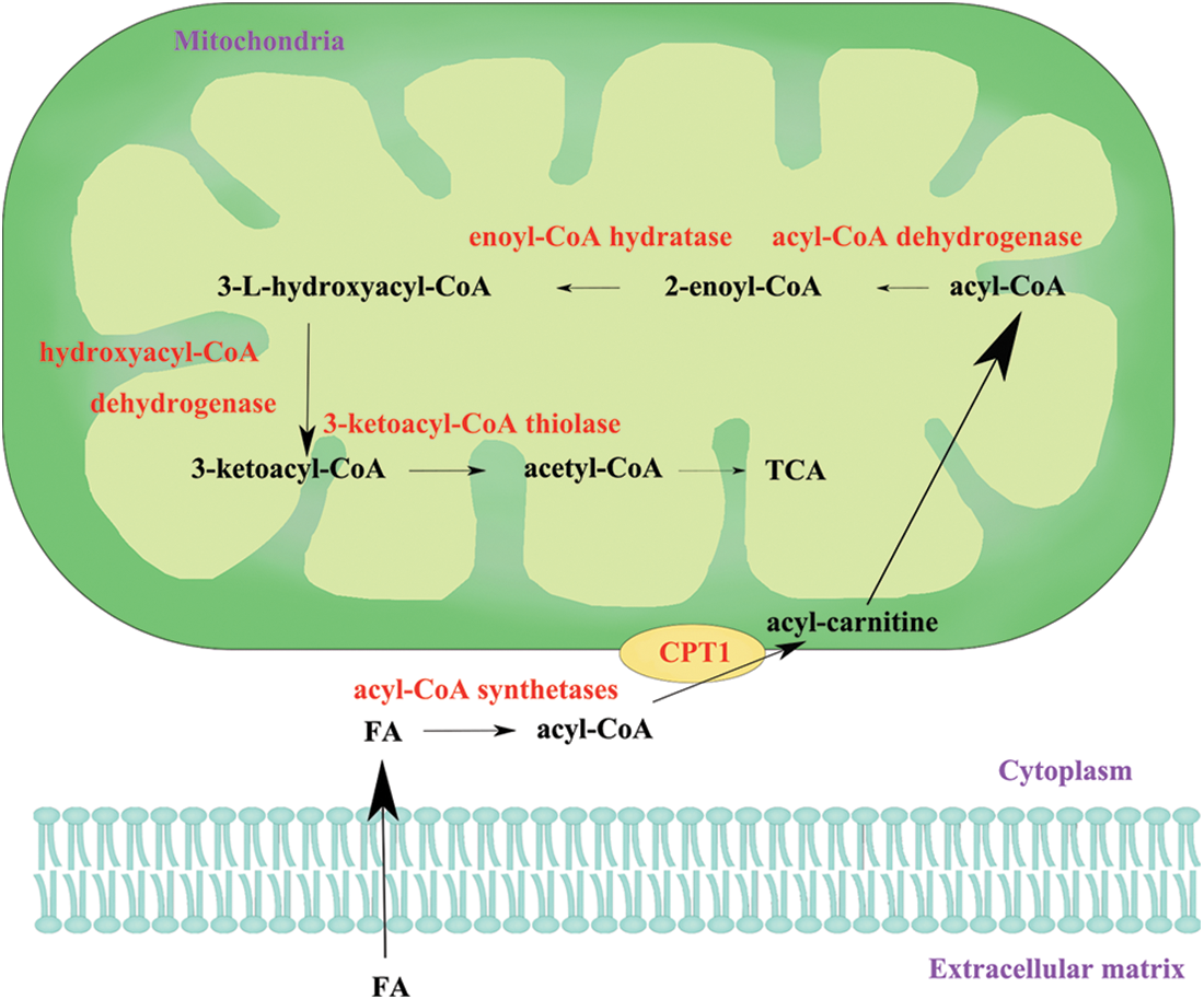 BIOCELL | Free Full-Text | CPT1A in cancer: Tumorigenic roles and ...