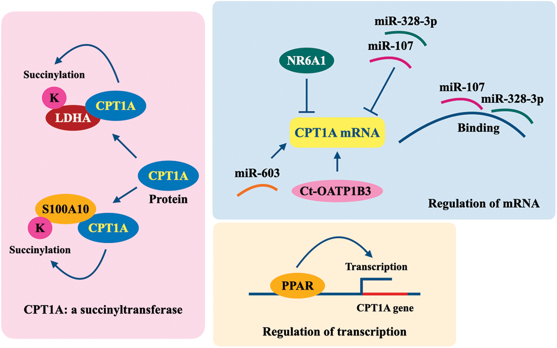 BIOCELL | Free Full-Text | CPT1A in cancer: Tumorigenic roles and ...