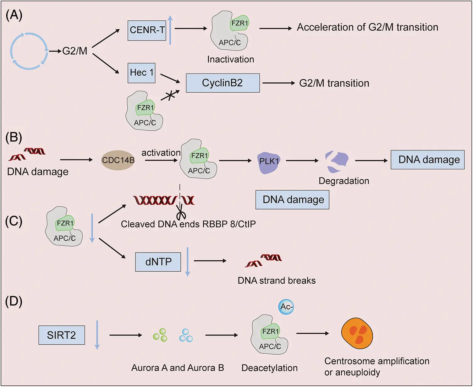 BIOCELL | Free Full-Text | The role of FZR1 in tumorigenesis: Focus on ...