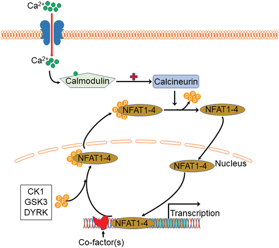 BIOCELL | Free Full-Text | Regulatory role of NFAT1 signaling in ...