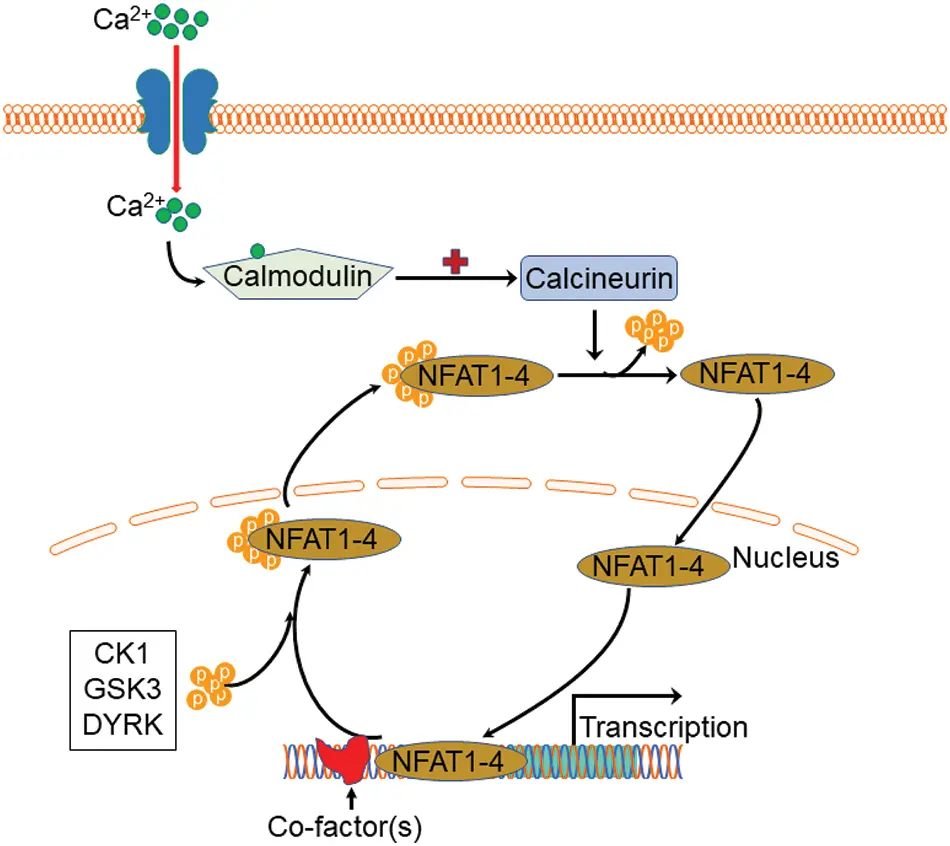 BIOCELL | Free Full-Text | Regulatory role of NFAT1 signaling in ...