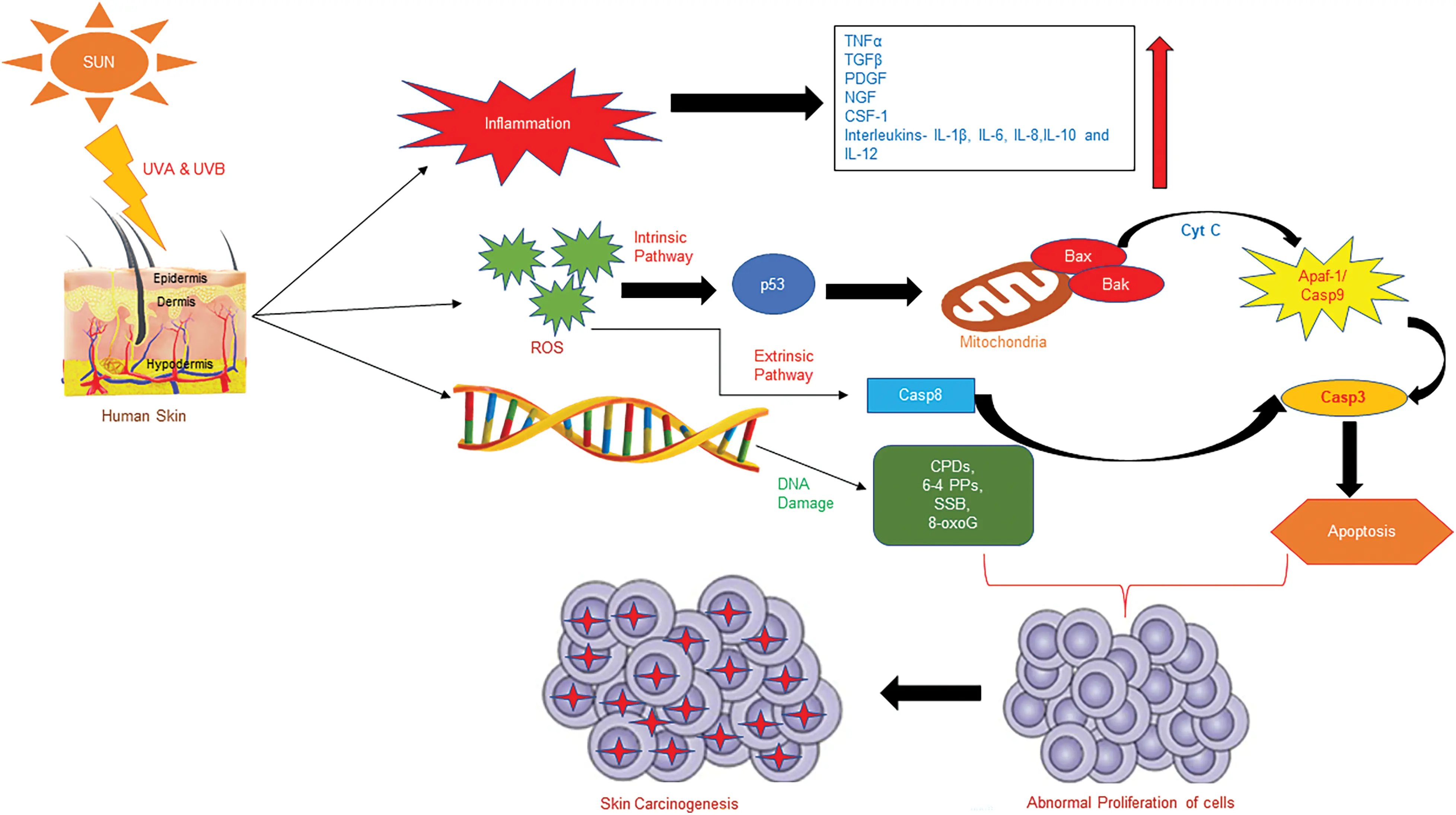 BIOCELL | Free Full-Text | Possible therapeutic role of short-chain ...