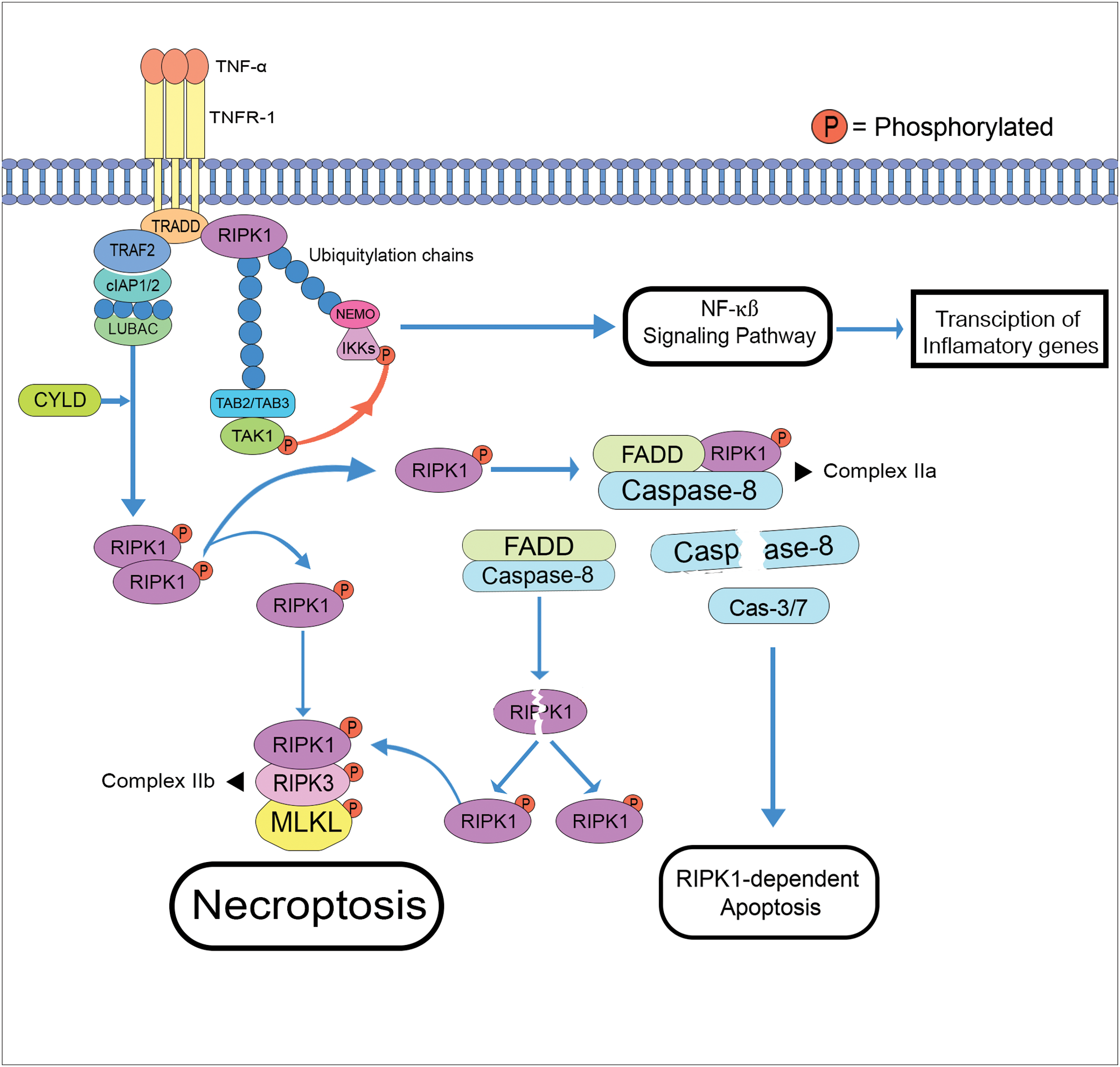 BIOCELL | Free Full-Text | Role of RIPK1 in the pathogenesis of acute ...