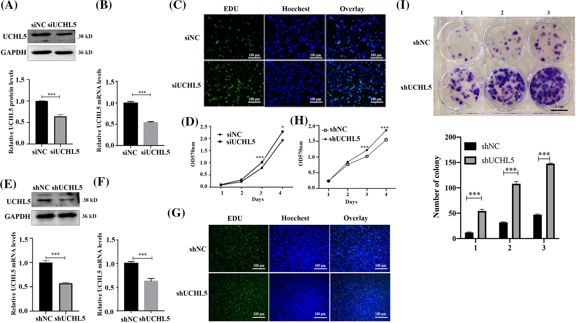 BIOCELL | Free Full-Text | UCHL5 inhibits U251 glioma cell ...