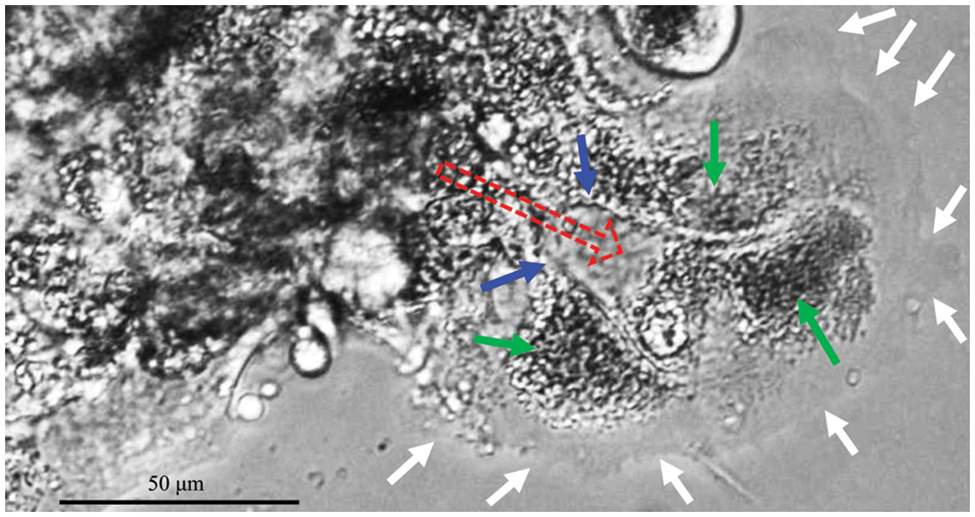 BIOCELL | Free Full-Text | LIM1863 is useful to explore collective ...