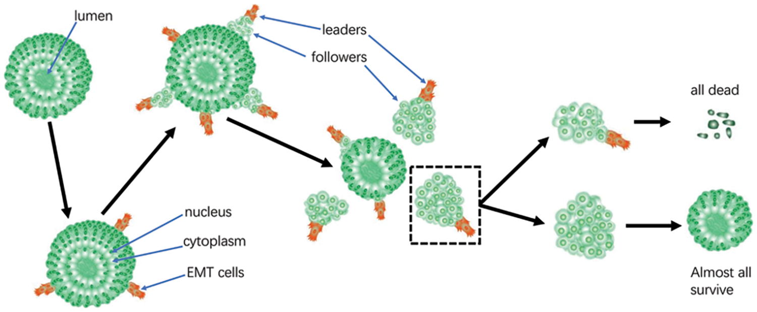 BIOCELL | Free Full-Text | LIM1863 is useful to explore collective ...