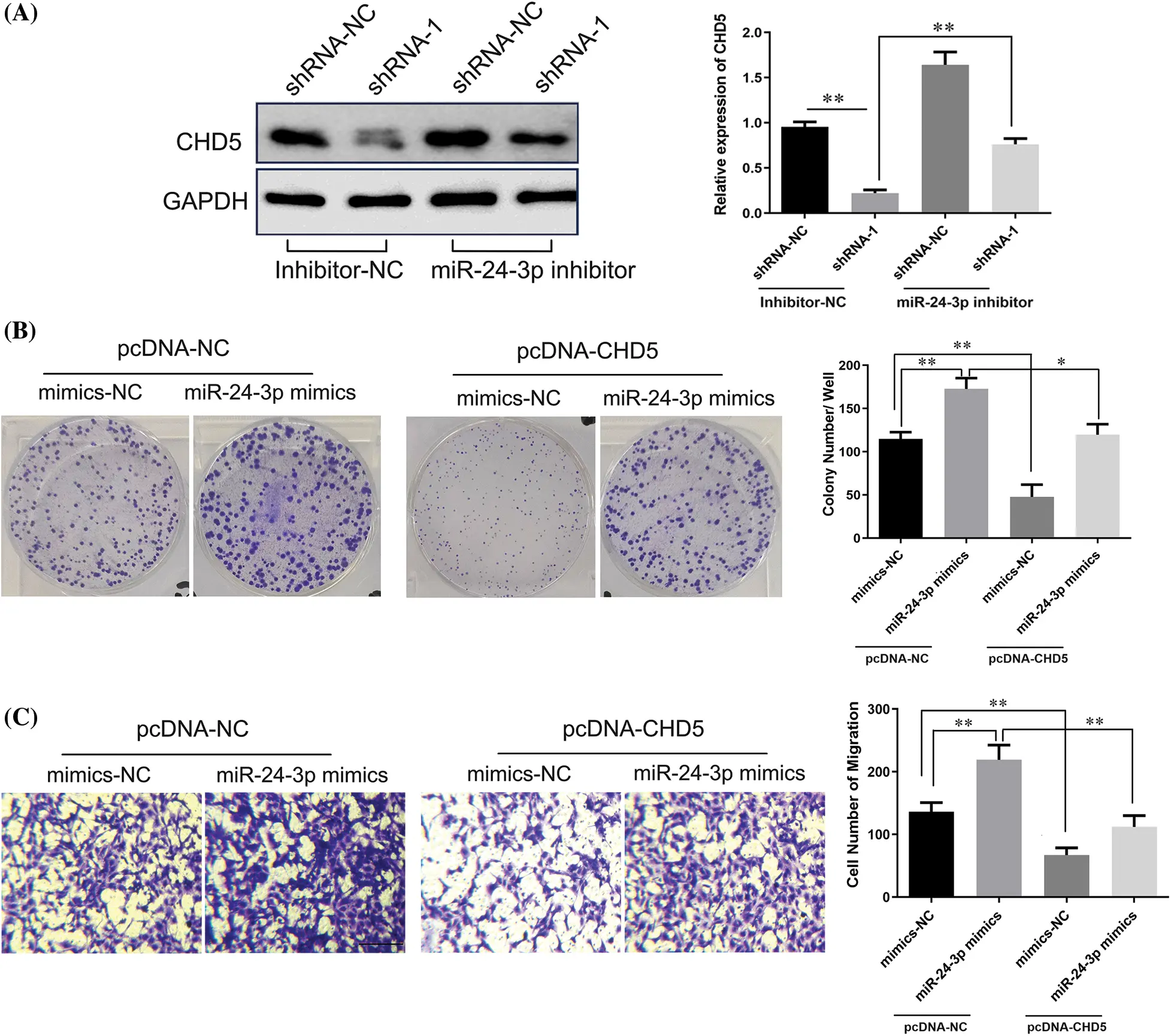 BIOCELL | Free Full-Text | Long non-coding RNA DPP10-AS1 represses the ...
