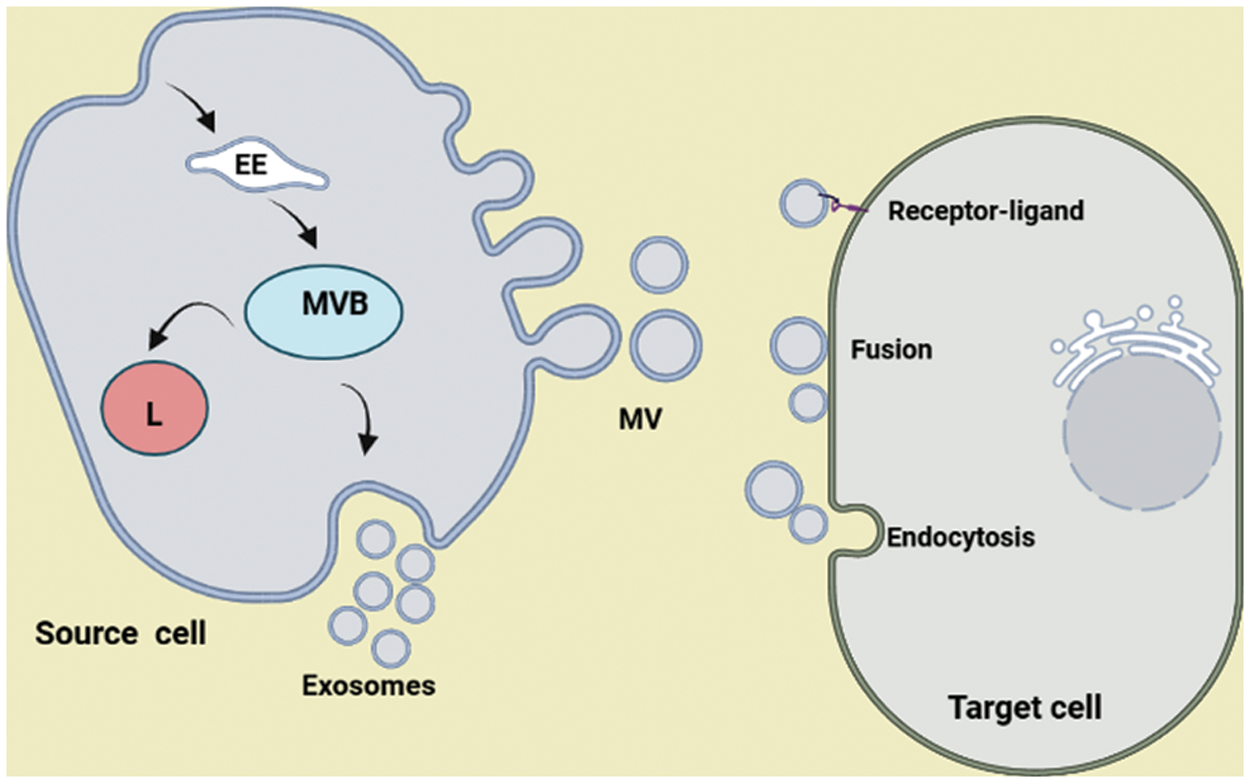 BIOCELL | Free Full-Text | Therapeutic application of mesenchymal stem cells-derived ...