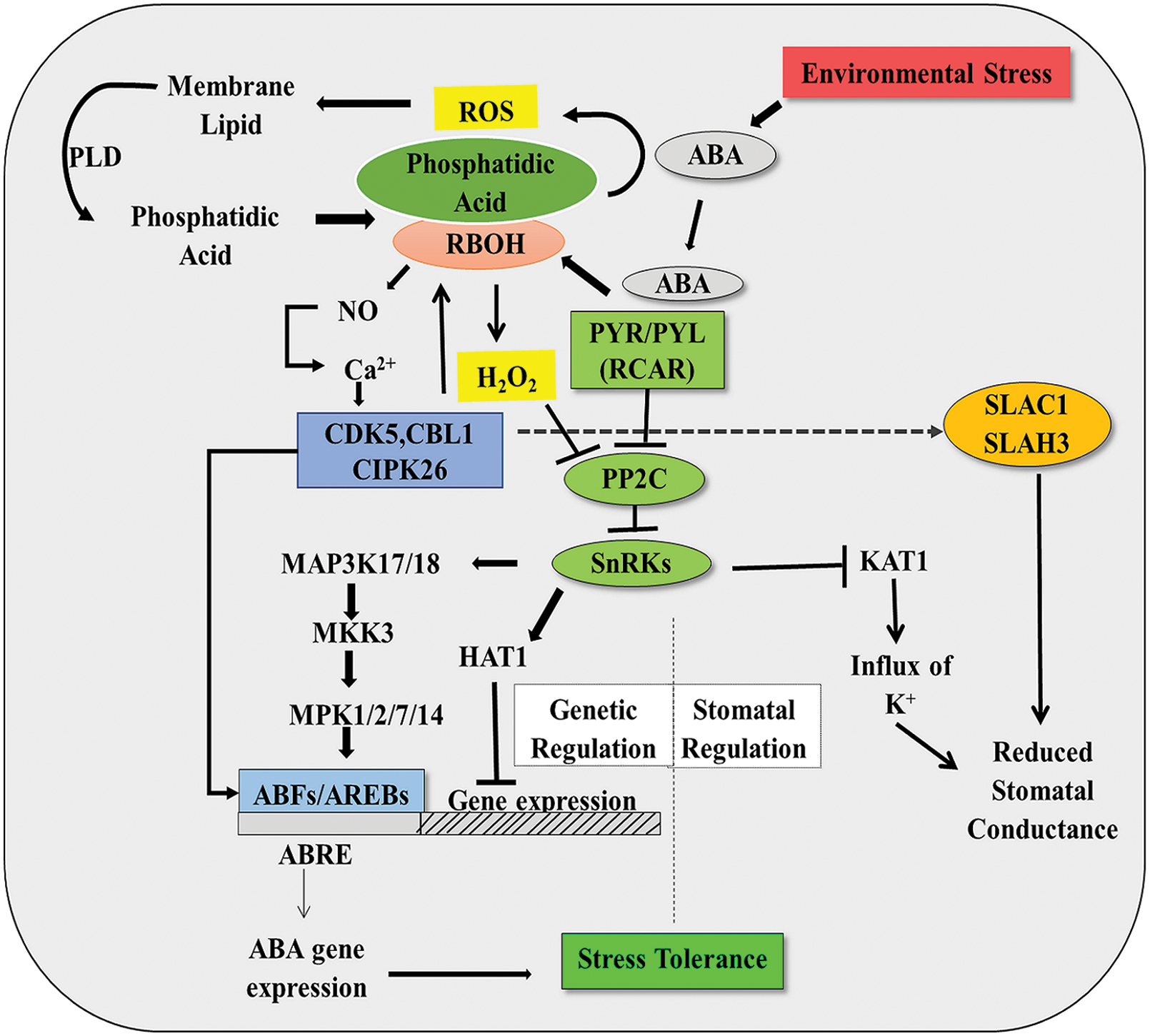 BIOCELL | Free Full-Text | ROS-hormone interaction in regulating ...