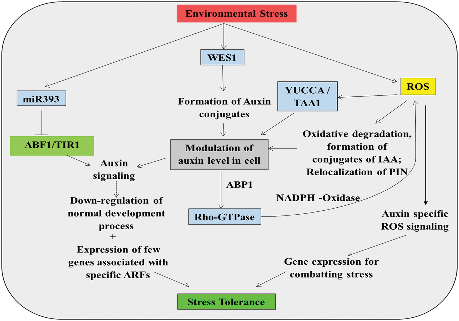BIOCELL | Free Full-Text | ROS-hormone interaction in regulating ...