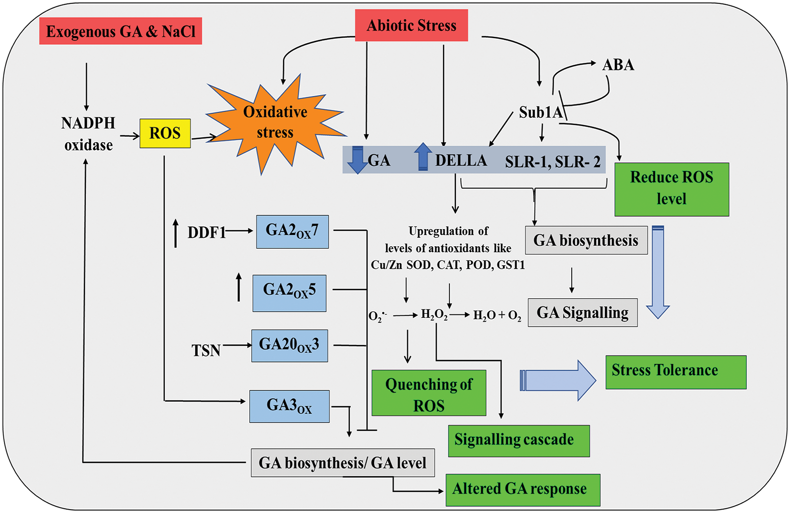 BIOCELL | Free Full-Text | ROS-hormone interaction in regulating ...