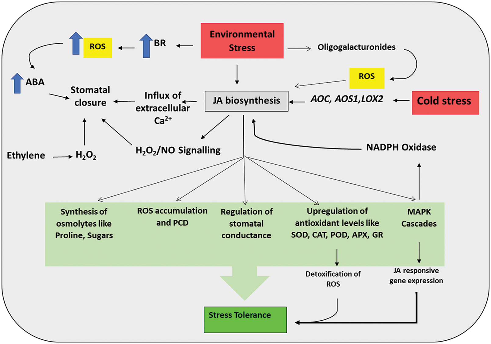 BIOCELL | Free Full-Text | ROS-hormone interaction in regulating ...