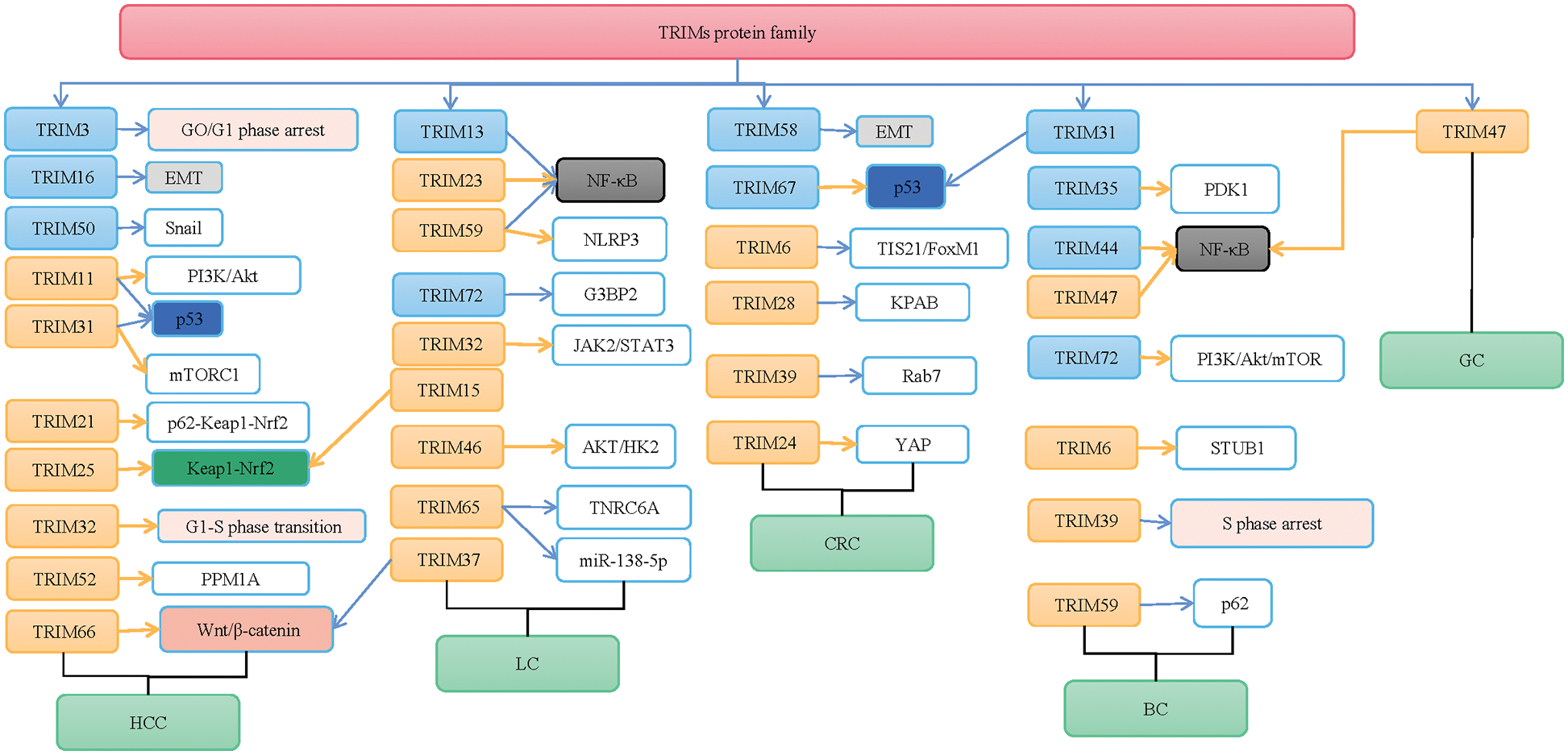 BIOCELL | Free Full-Text | Research progress of TRIMs protein family in ...