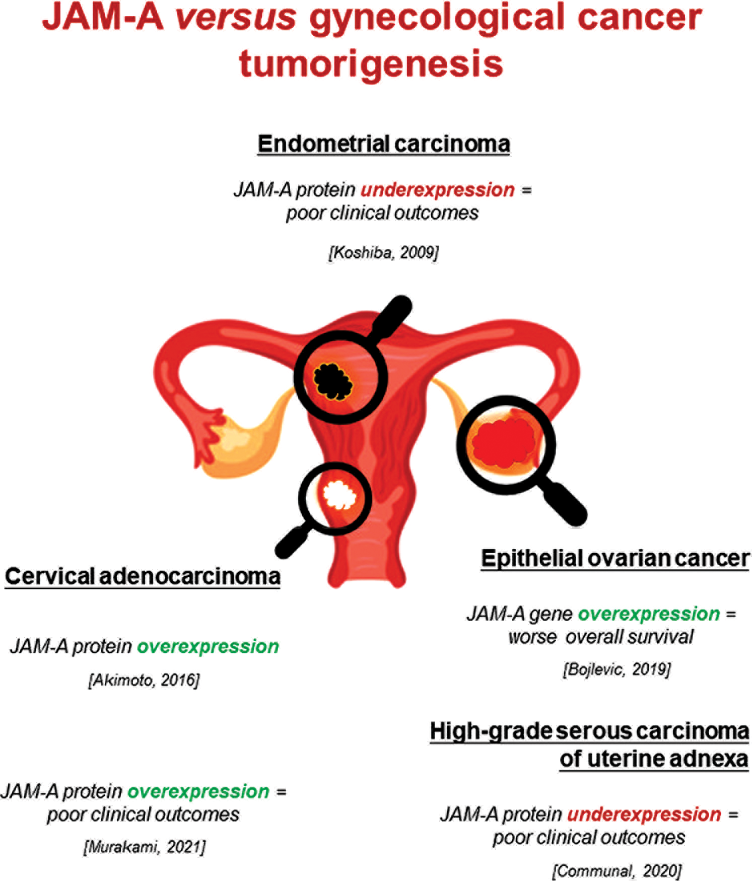 BIOCELL | Free Full-Text | Junctional adhesion molecule-A (JAM-A) in ...