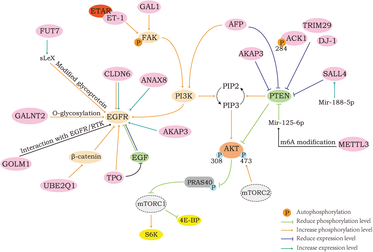 BIOCELL | Free Full-Text | How is the AKT/mTOR pathway involved in cell ...