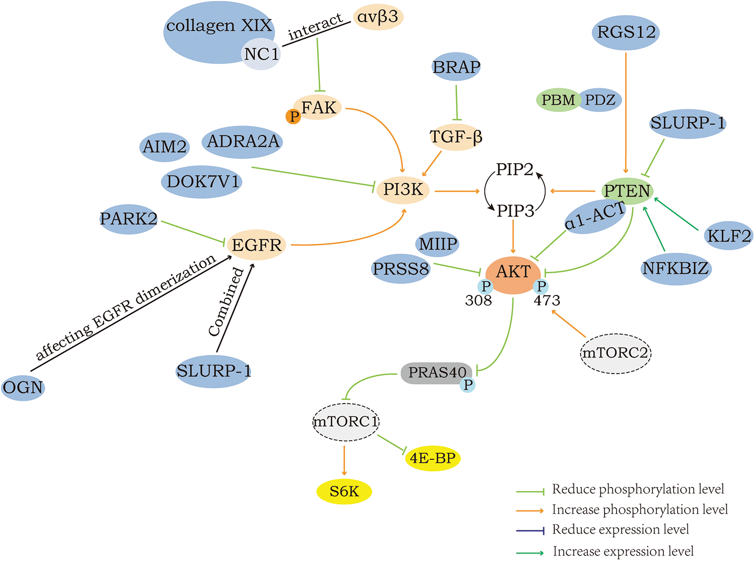 BIOCELL | Free Full-Text | How is the AKT/mTOR pathway involved in cell ...