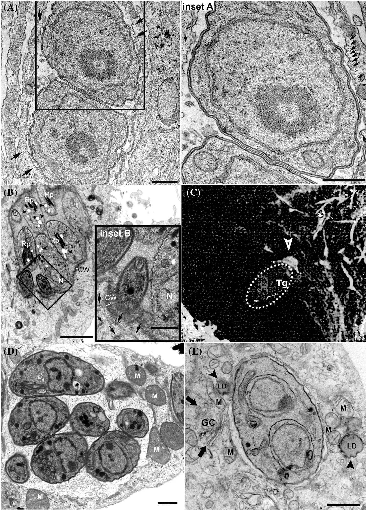 BIOCELL | Free Full-Text | Intracellular life of protozoan Toxoplasma ...