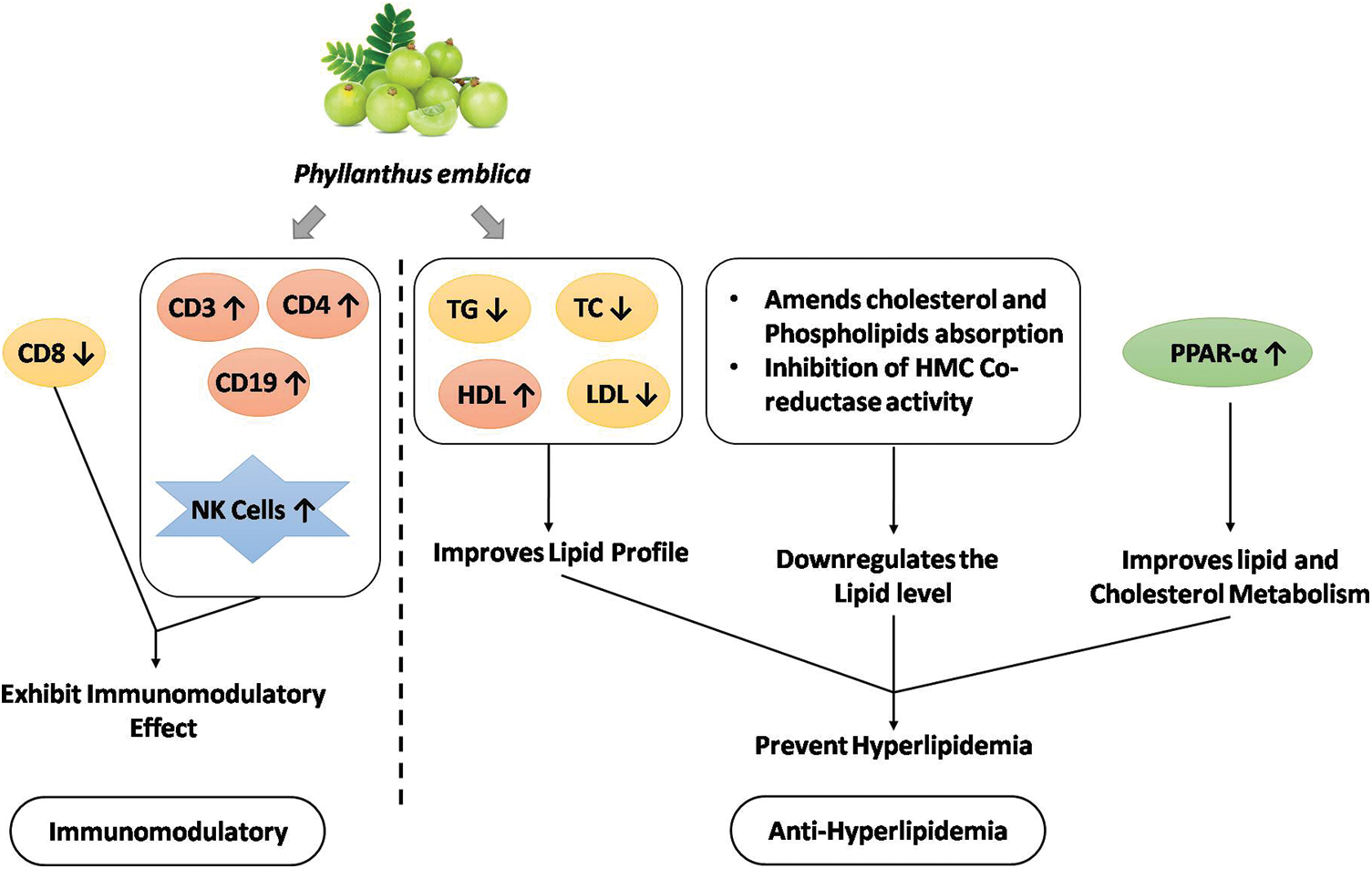 BIOCELL | Free Full-Text | Phytochemistry and ethnomedicinal qualities ...