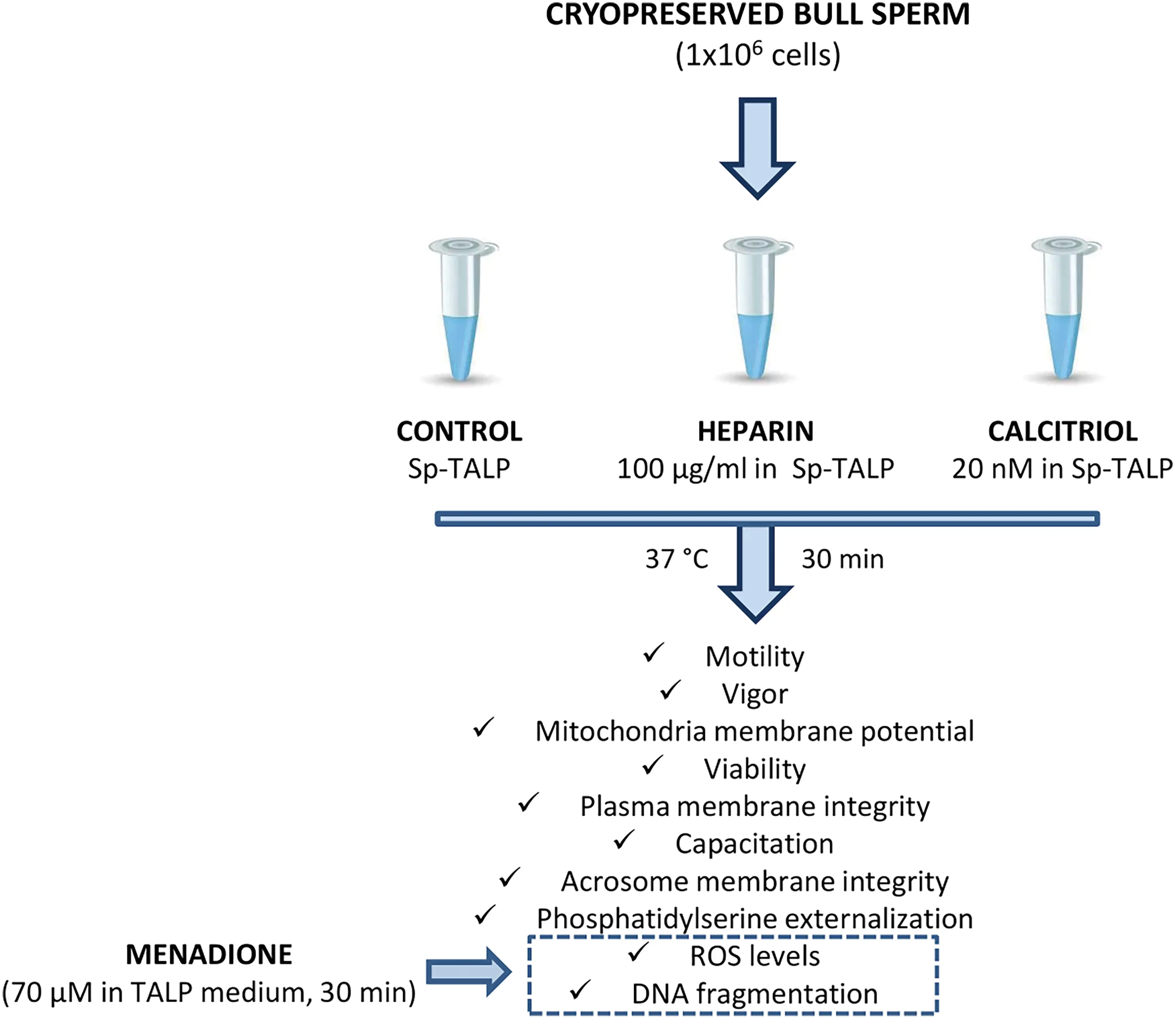 BIOCELL | Free Full-Text | Calcitriol induces post-thawed bovine sperm ...