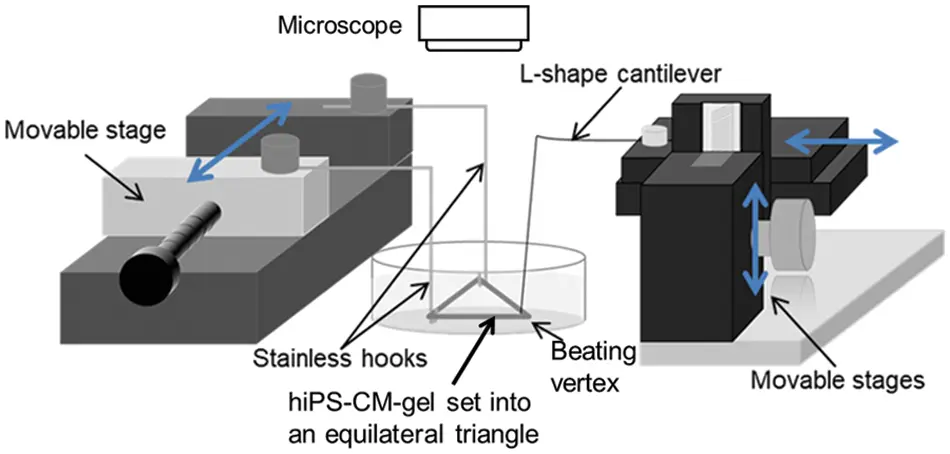 BIOCELL | Free Full-Text | Effects of docosahexaenoic acid or ...