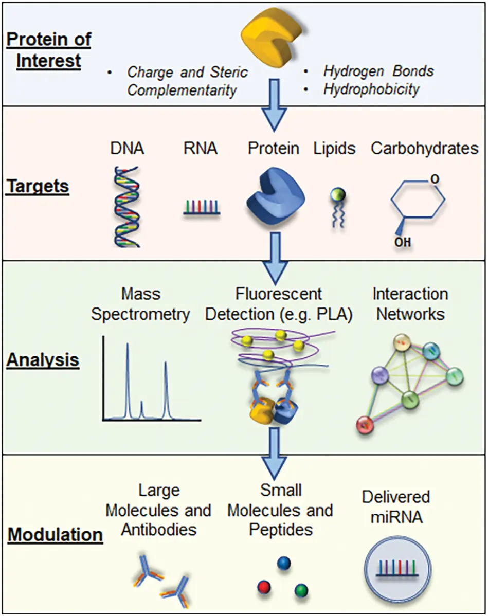 BIOCELL | Free Full-Text | Protein-mediated interactions in the dynamic ...