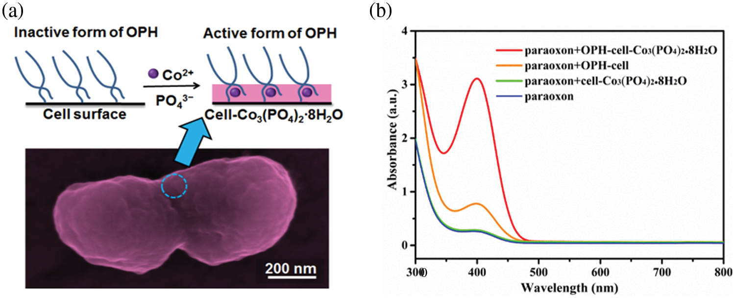 BIOCELL | Free Full-Text | Recent progress in microbial cell surface ...