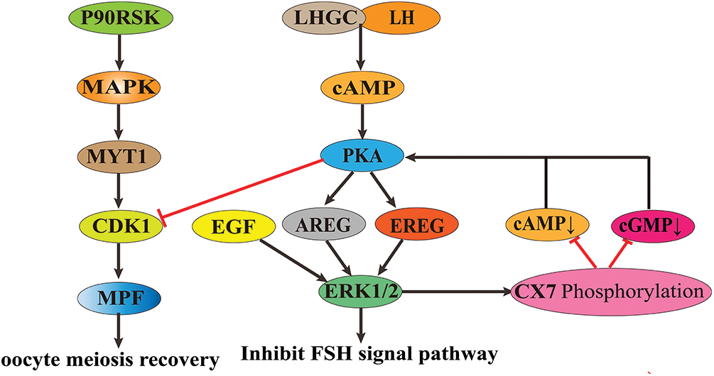 BIOCELL | Free Full-Text | Molecular regulation mechanism of oocyte ...
