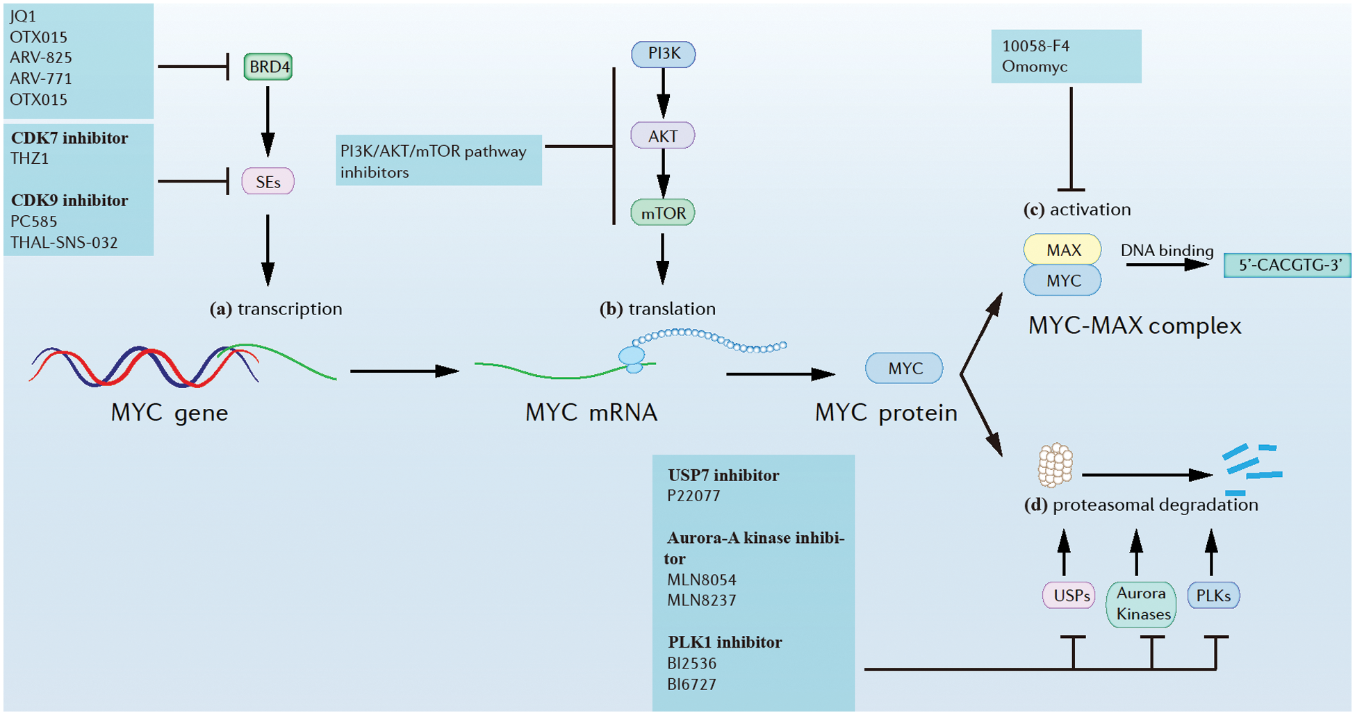 BIOCELL | Free Full-Text | Targeting the “undruggable” cancer driver ...