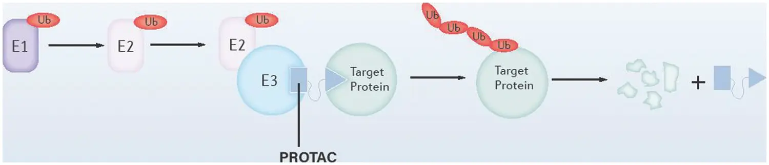 BIOCELL | Free Full-Text | Targeting the “undruggable” cancer driver ...
