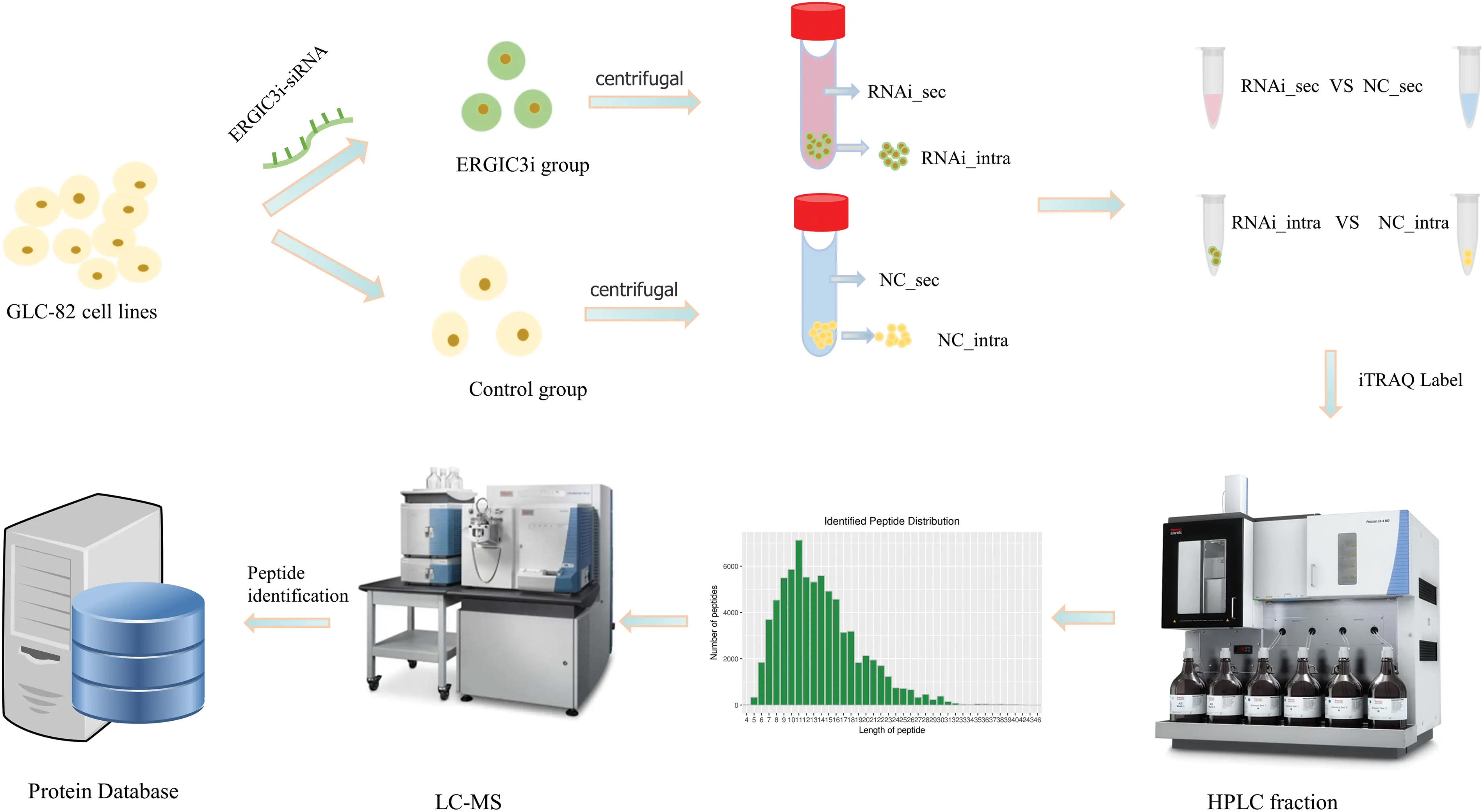 BIOCELL | Free Full-Text | Changes in intracellular and extracellular ...