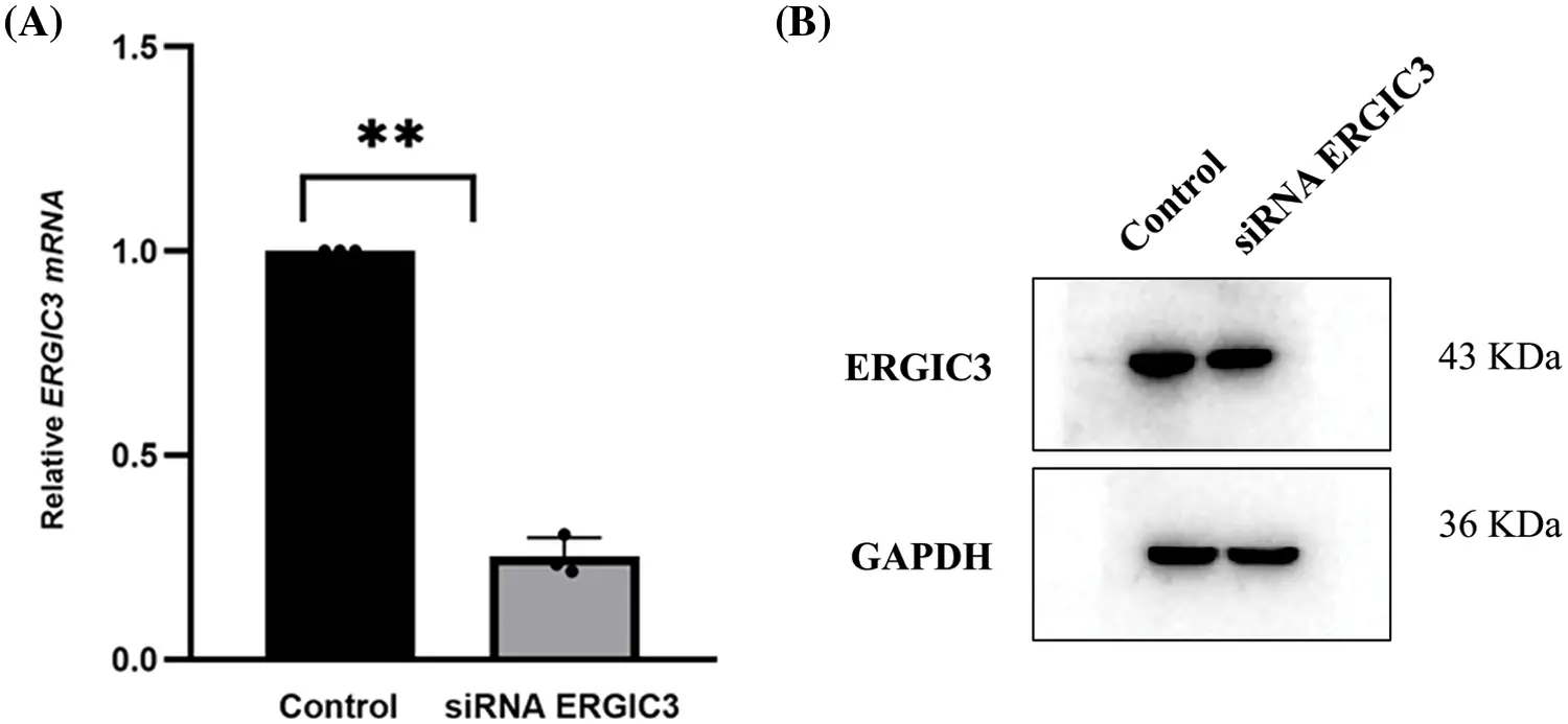BIOCELL | Free Full-Text | Changes in intracellular and extracellular ...