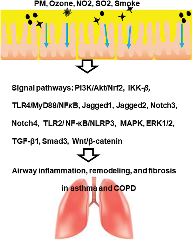 BIOCELL | Free Full-Text | Molecular mechanisms and cellular process in ...