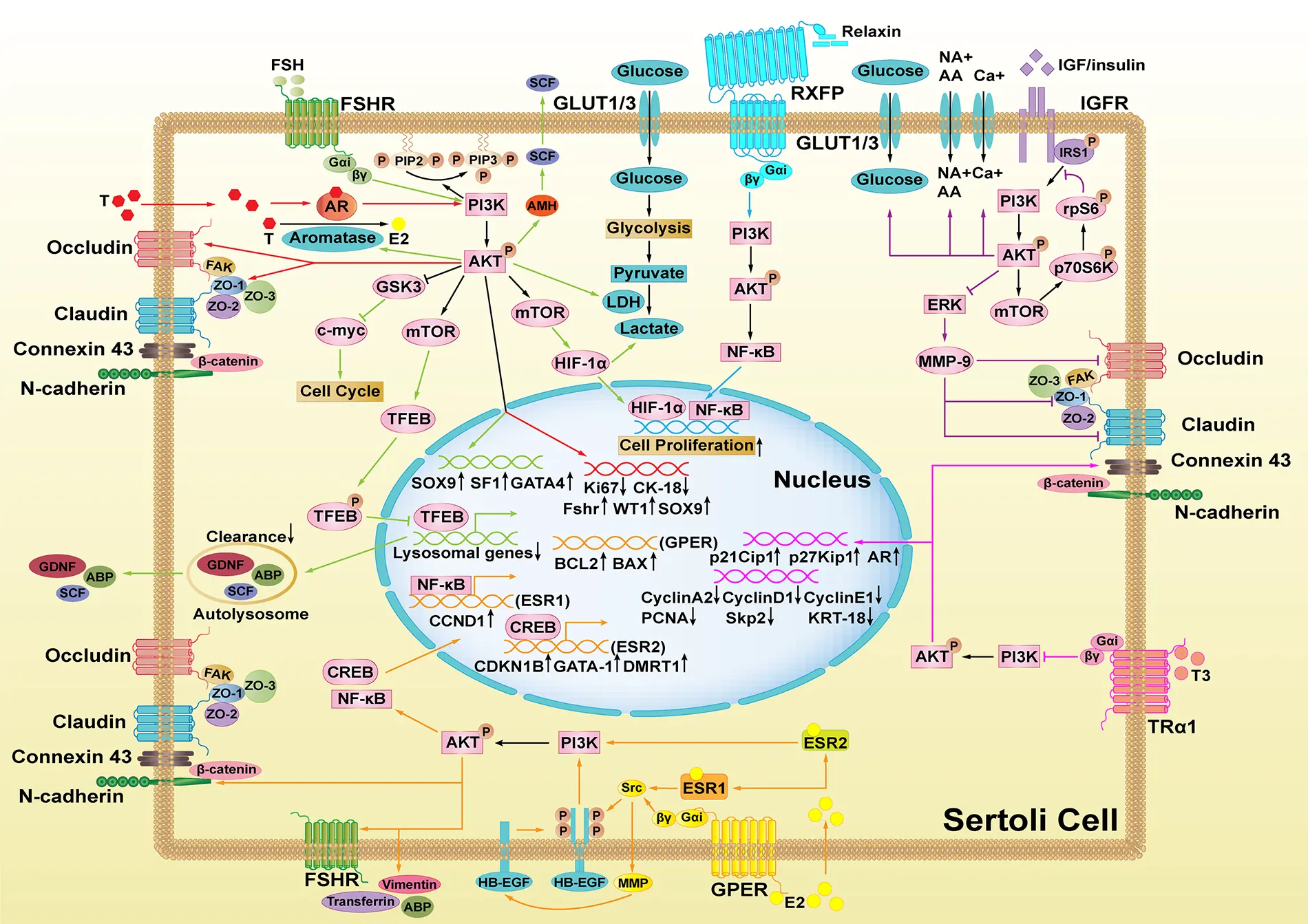 BIOCELL | Free Full-Text | The effects of hormone-mediated PI3K/AKT signaling on spermatogenesis ...