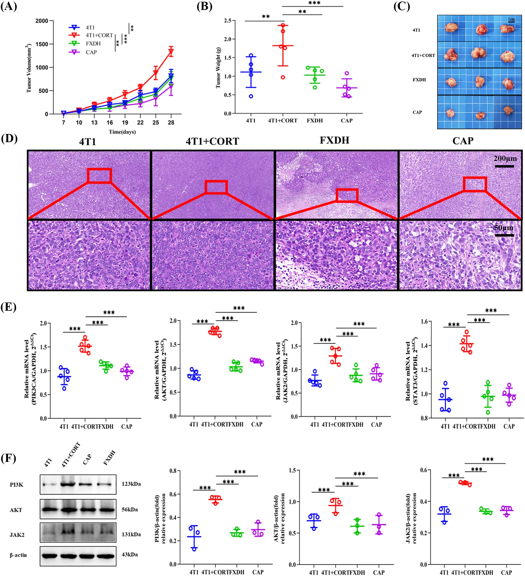 BIOCELL | Free Full-Text | Fang-Xia-Dihuang decoction inhibits breast ...