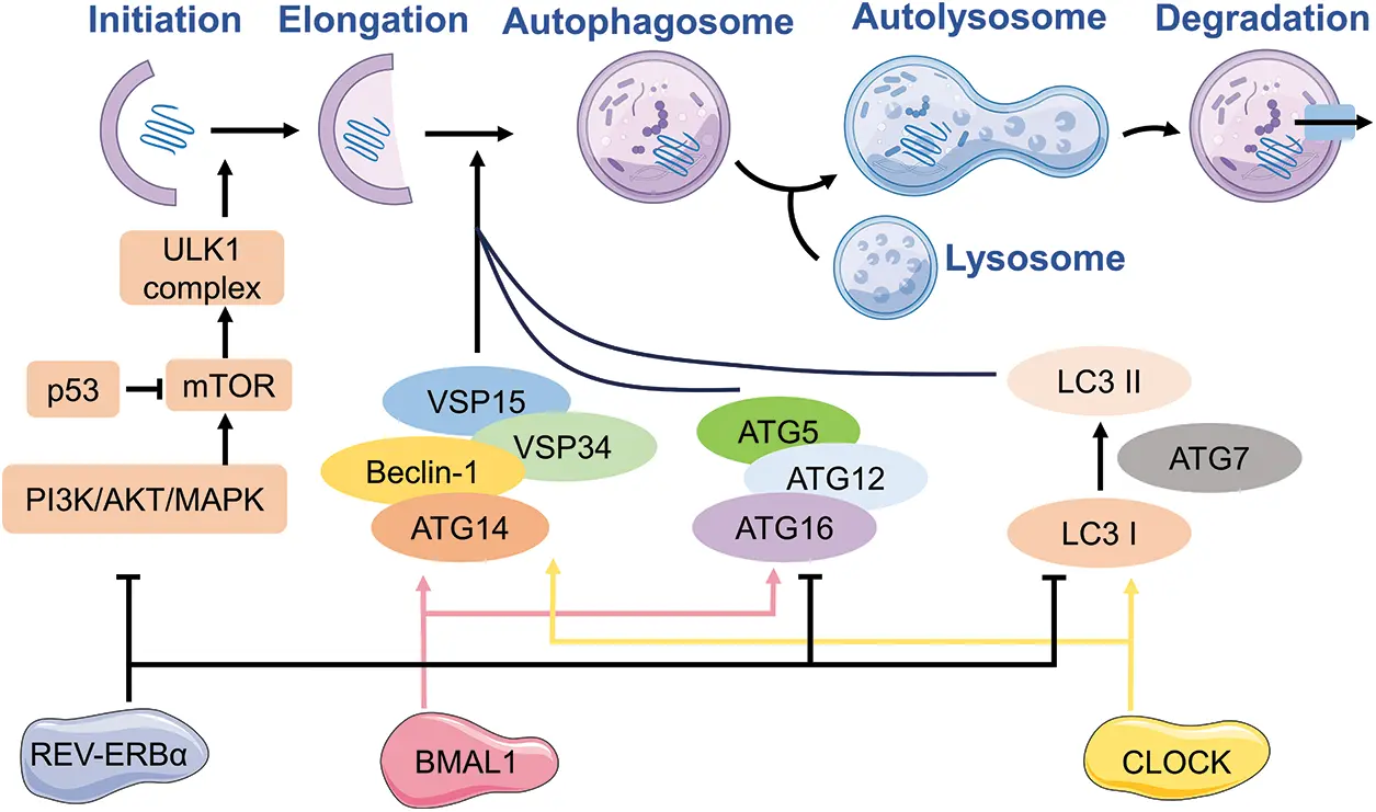 BIOCELL | Free Full-Text | Autophagy and circadian rhythms ...