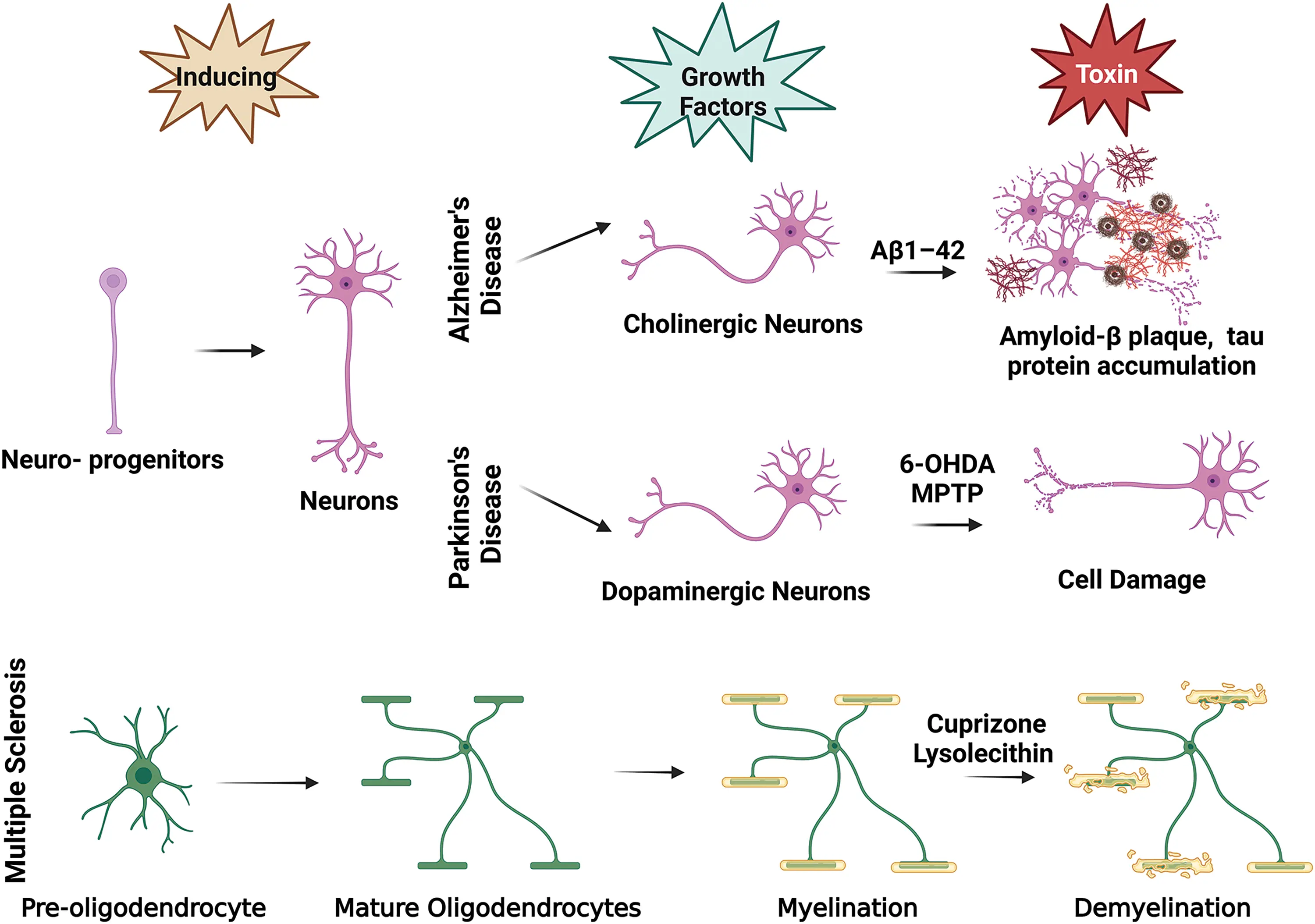 BIOCELL | Free Full-Text | In vitro engineered models of ...