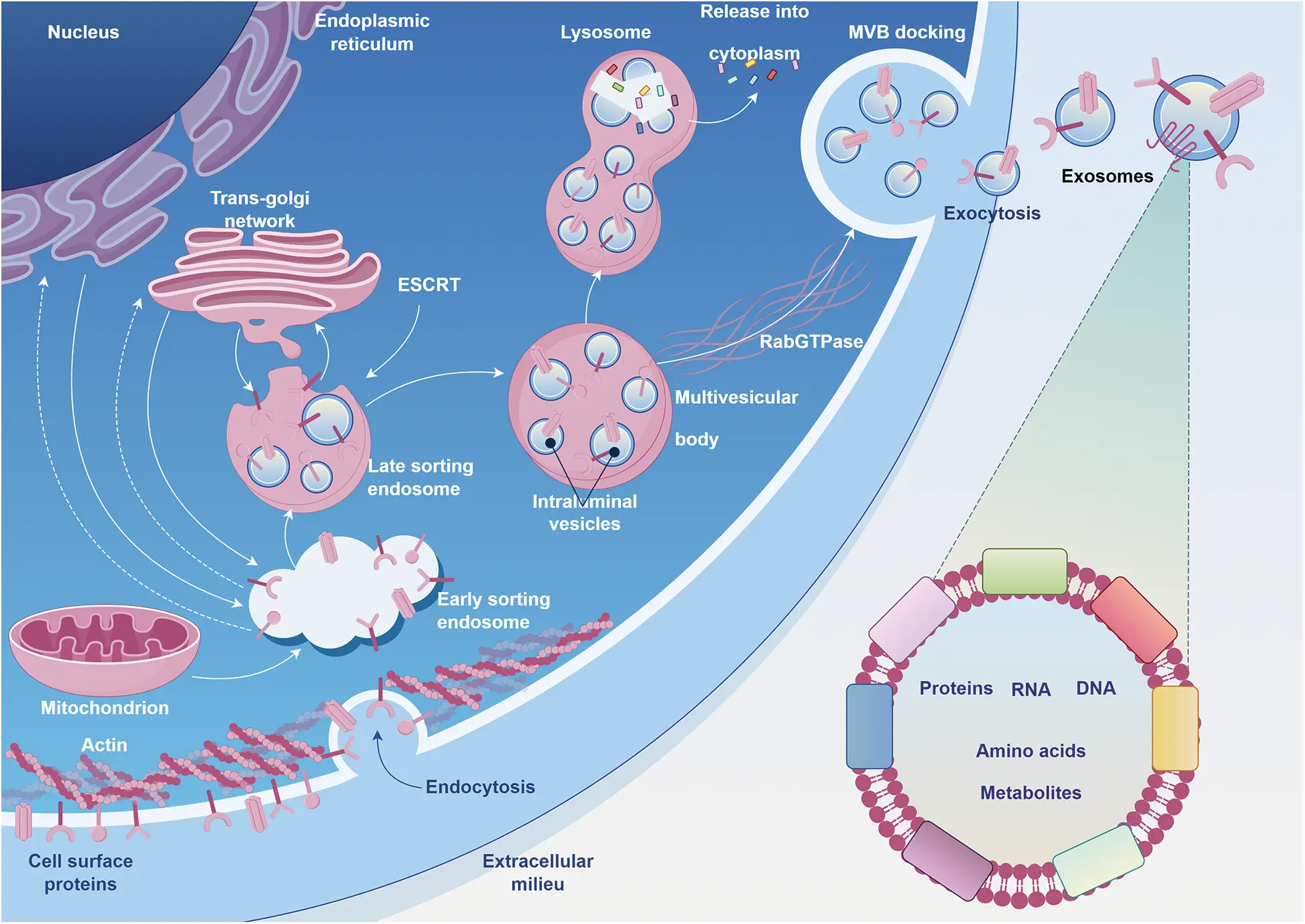 BIOCELL | Free Full-Text | New insight into the role of exosomes in ...