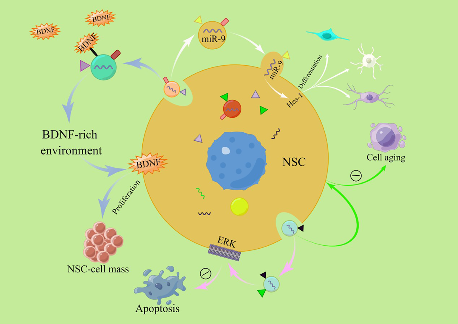 BIOCELL | Free Full-Text | Neural stem cell-derived exosomes: a cell ...
