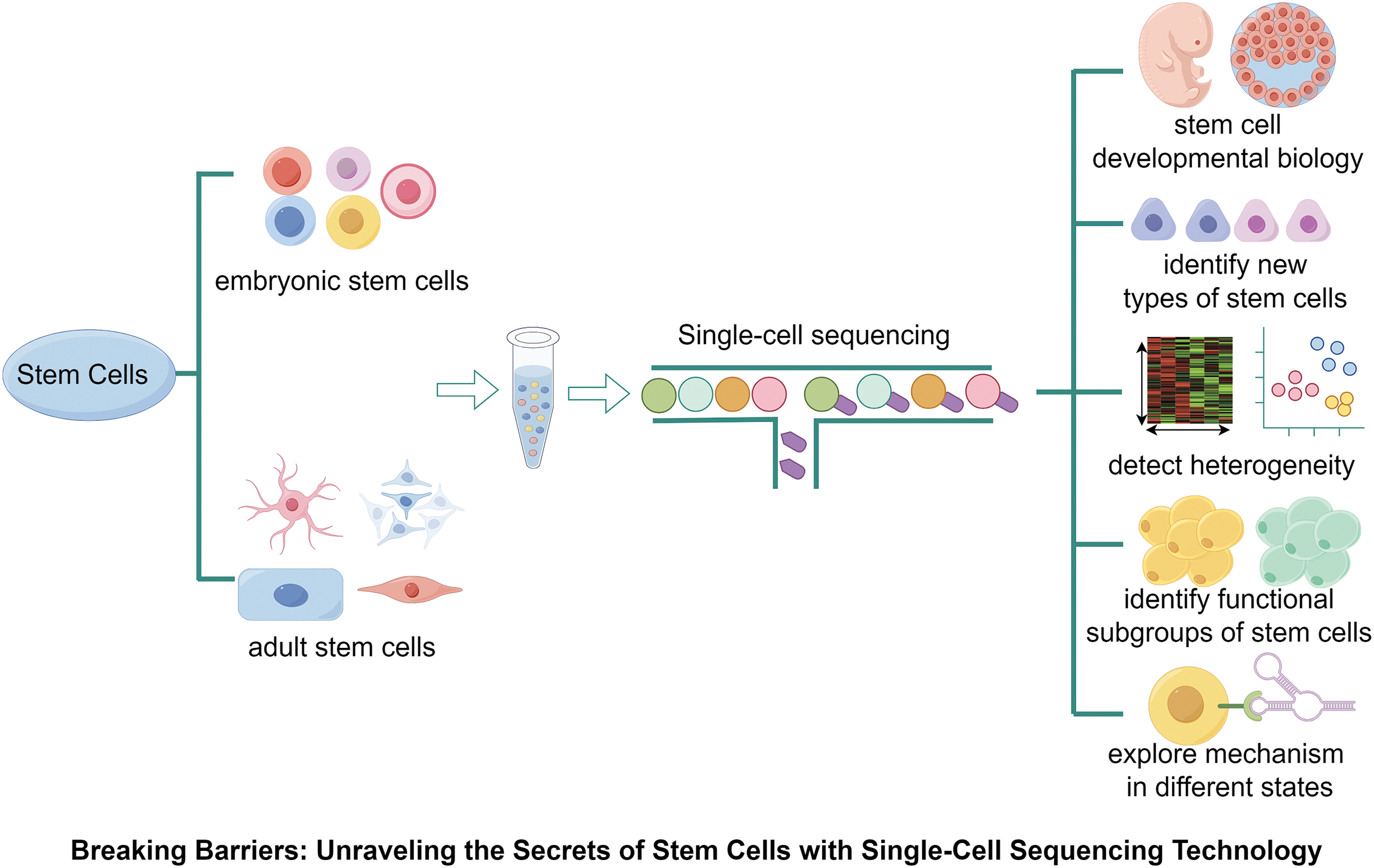 BIOCELL | Free Full-Text | Revolutionizing stem cell research: unbiased insights through single ...