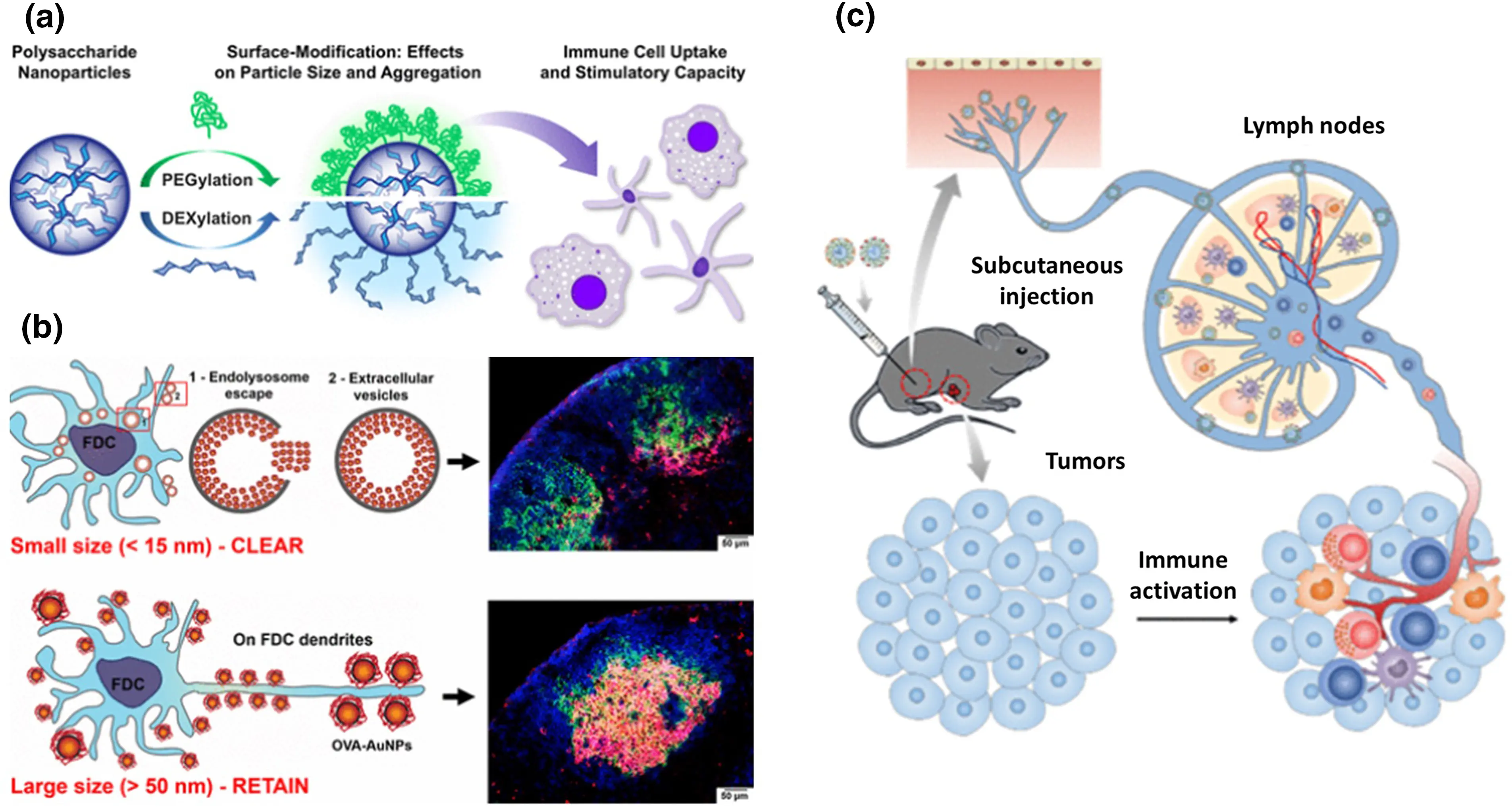 BIOCELL | Free Full-Text | Impact of nanoparticles on immune cells and ...