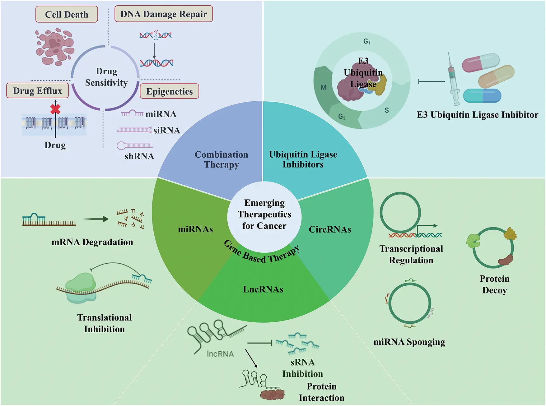 BIOCELL | Free Full-Text | Targeting cell cycle regulators: A new ...
